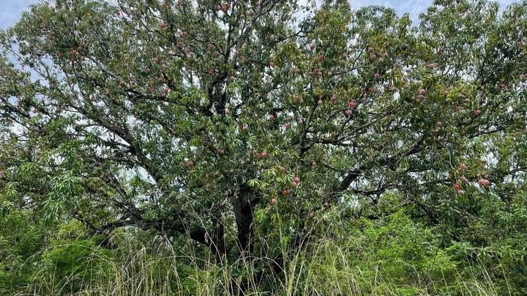 Beautiful private Mango farm and river frontage in Irigaray, 15 minutes ...