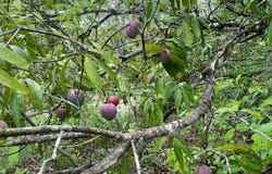 Beautiful private Mango farm and river frontage in Irigaray, 15 minutes ...